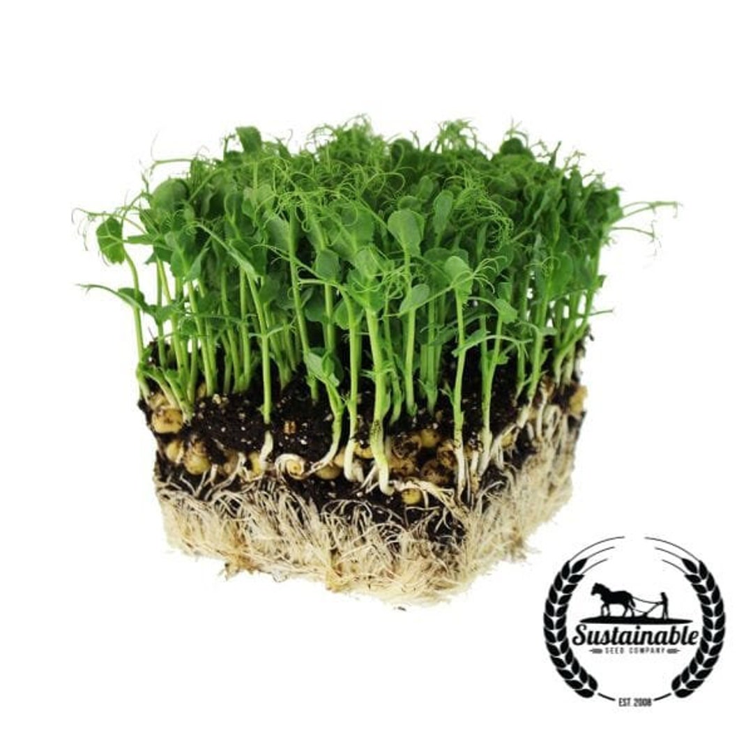 Speckled Pea Seeds - Microgreens - Sprouts - Hydroponics - Etsy