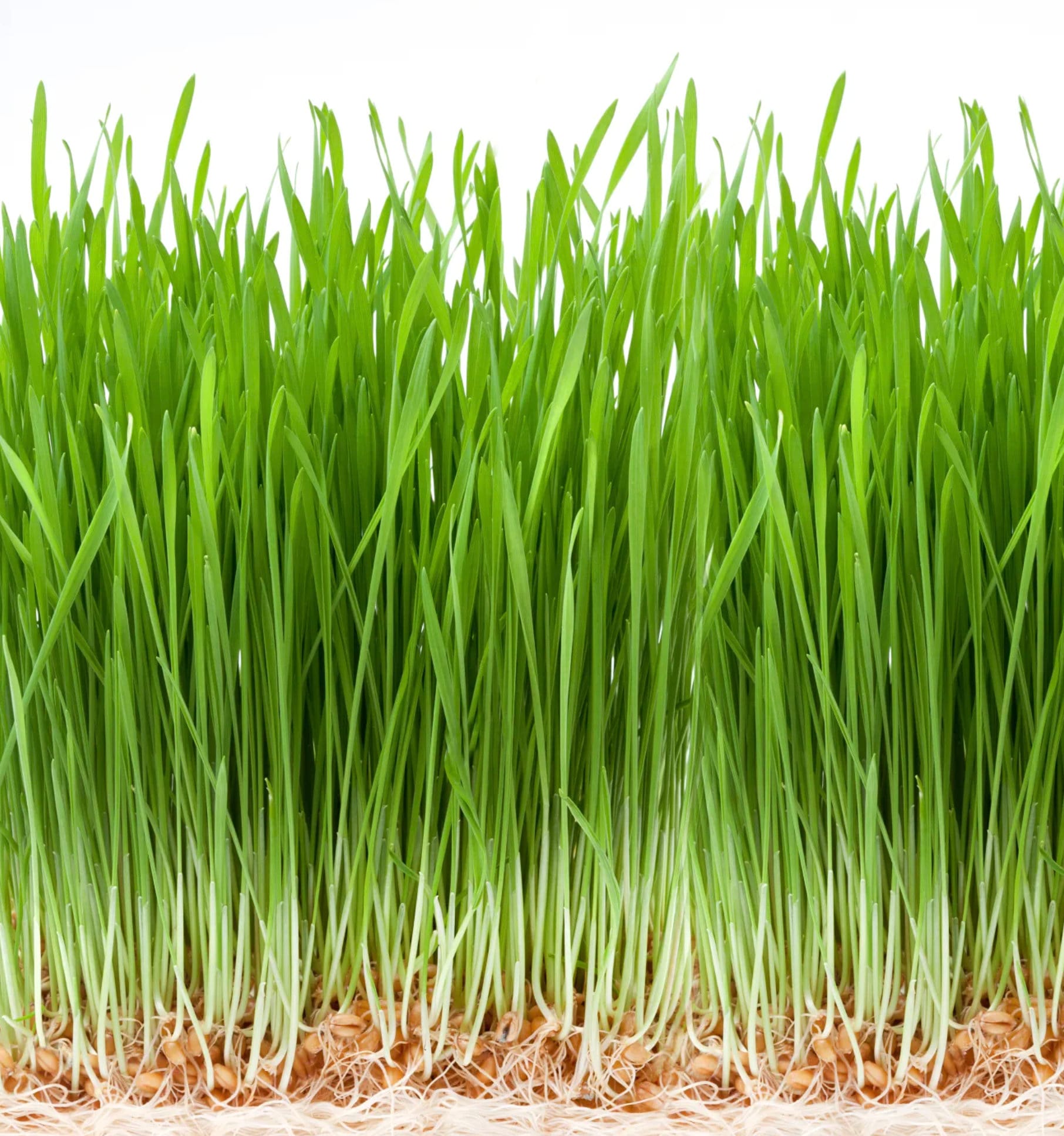 Hard Red Wheat Seeds(organic) - Microgreens - Sprouts - Hydroponics ...