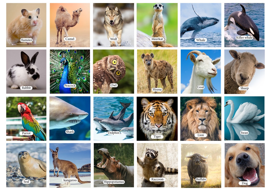 Educational Animal Memory Game - 70 Cards - English/german/spanish ...