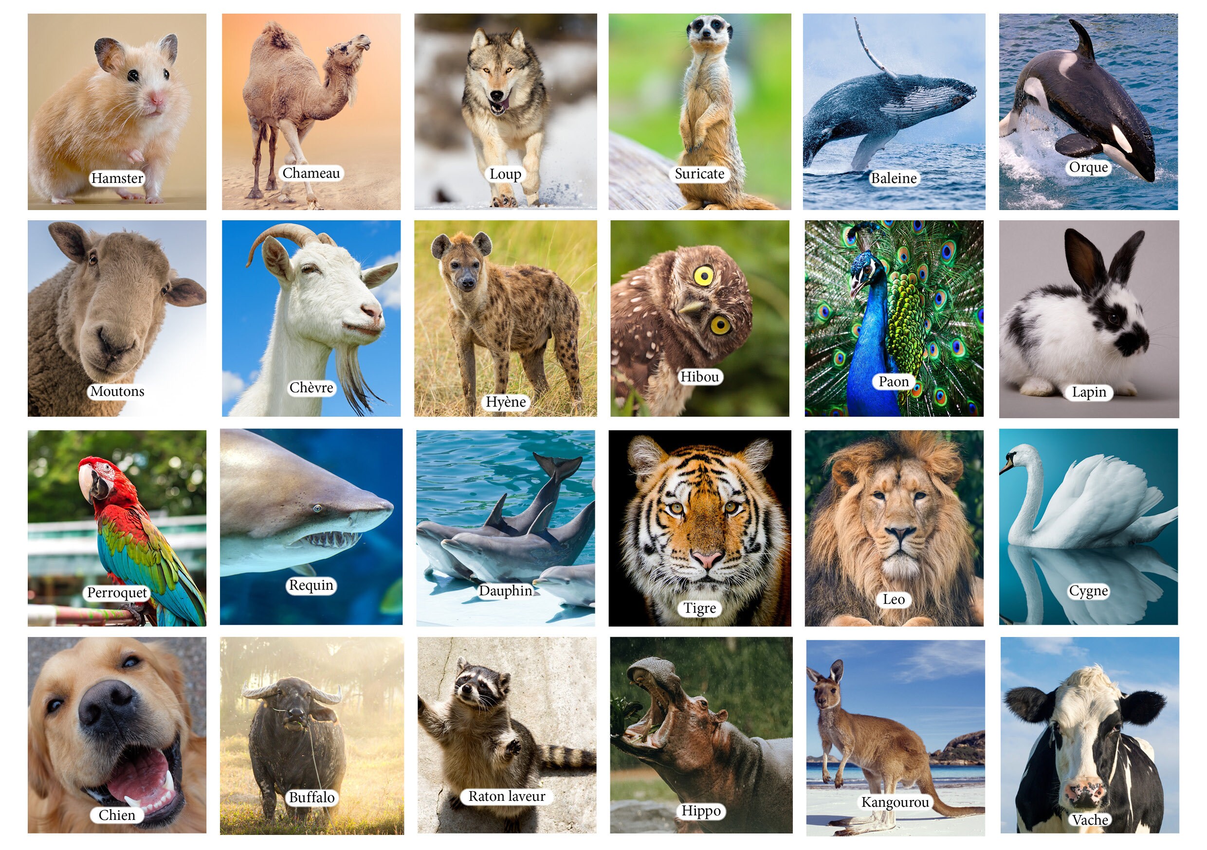 Educational Animal Memory Game 70 Cards English/german/spanish/dutch ...