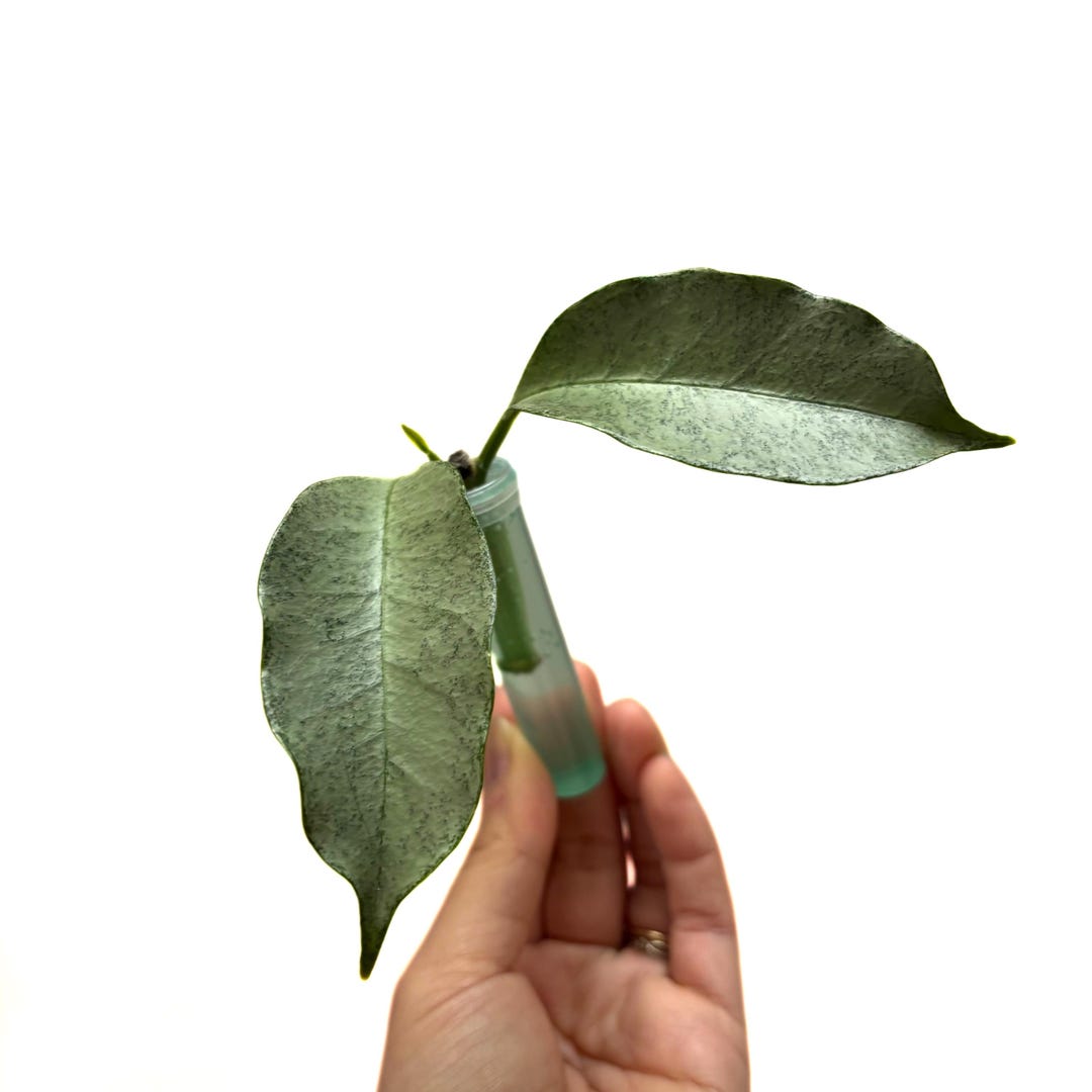 Hoya Multiflora Silver Cutting - Etsy