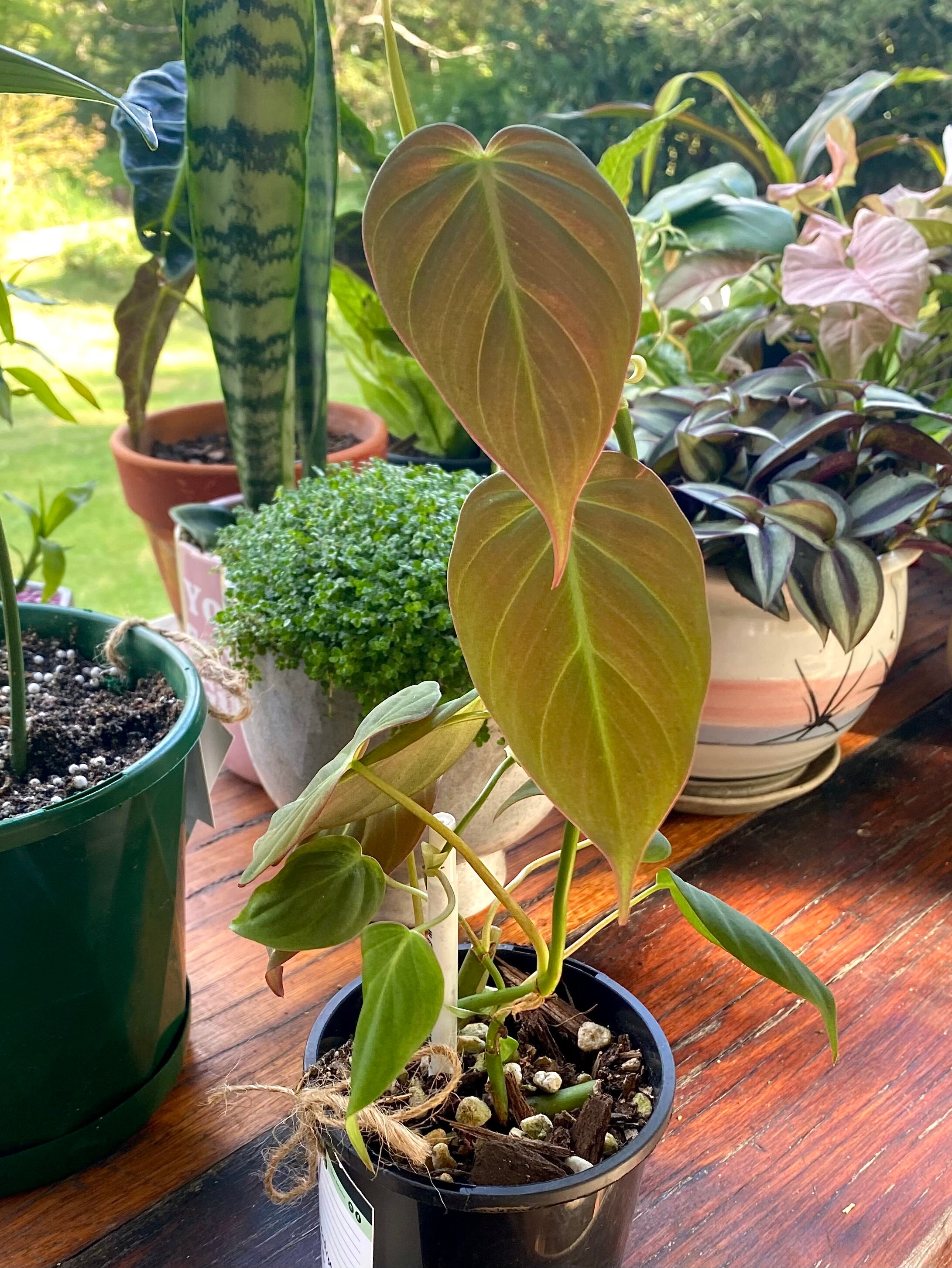 Plant Cuttings, Indoor Plant Cuttings Philodrendron, Alocasia ...