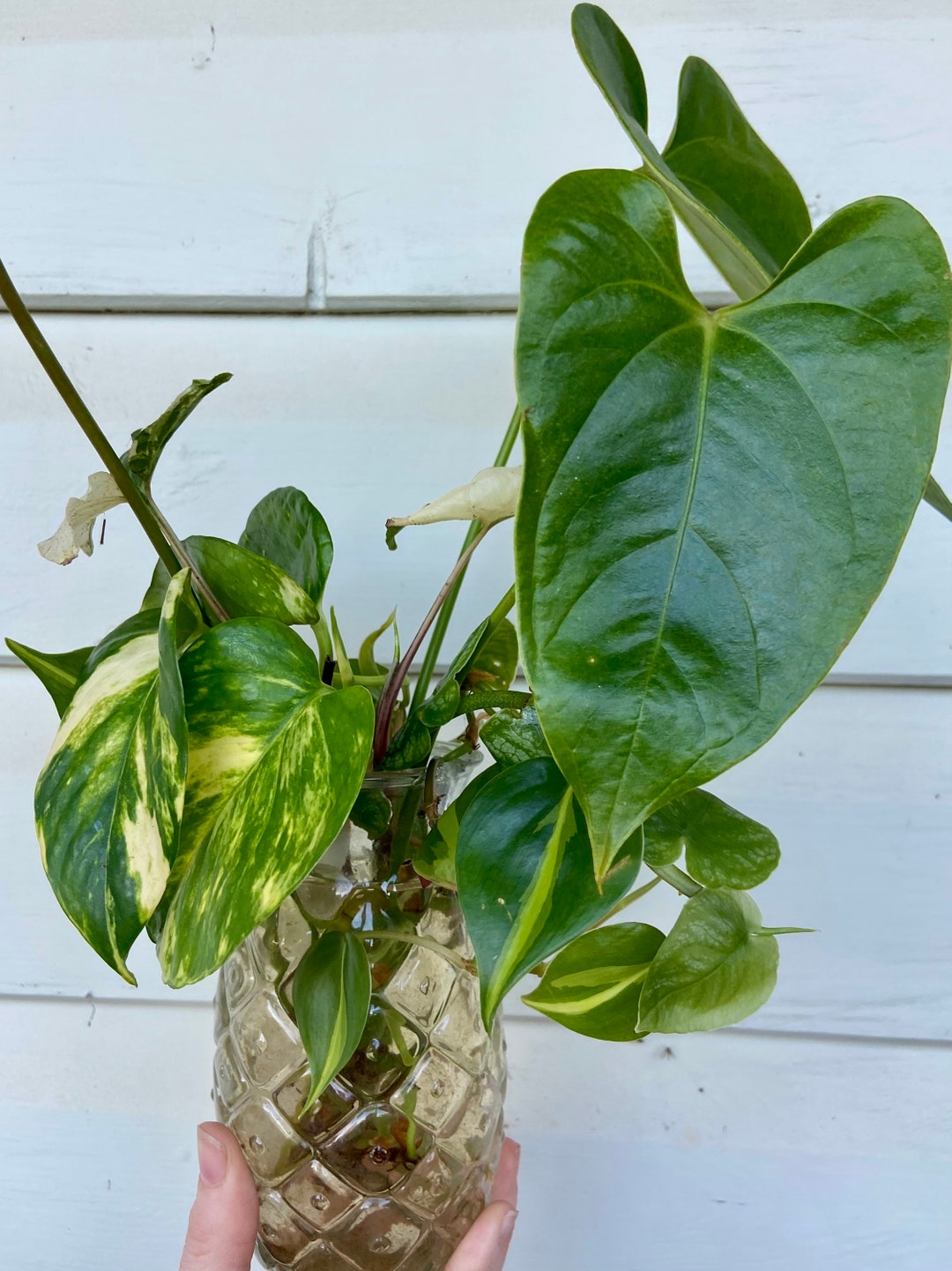 Plant Cuttings, Indoor Plant Cuttings Philodrendron, Alocasia ...