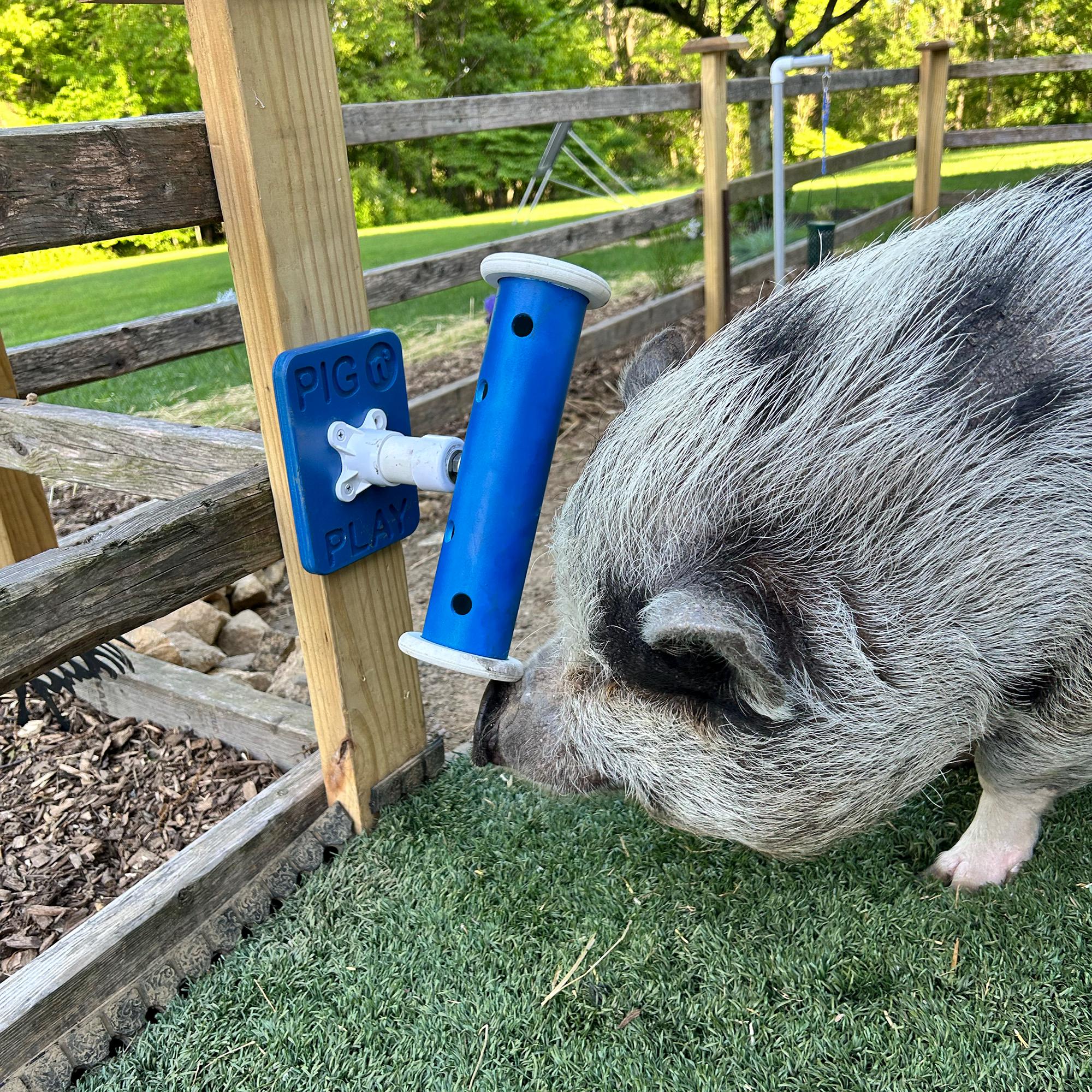 Spin-n-snack™ Enrichment Activity | Outdoor Potbelly Pig Toy | Piggy ...