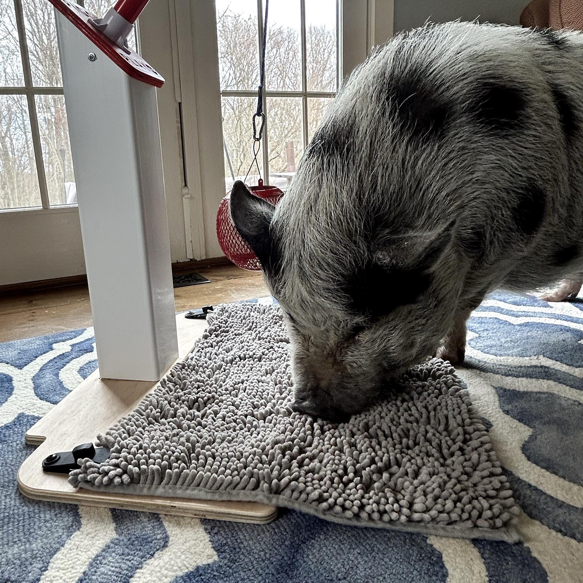 Snort-n-snack™ : Pot Belly Pig Enrichment Activity | Indoor Piggy Toy ...