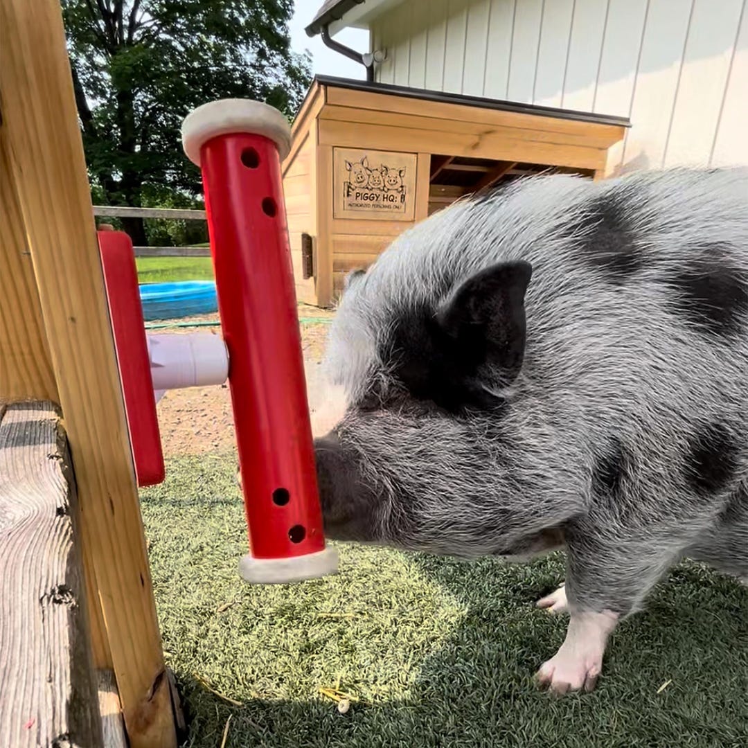 Spin-n-snack™ Enrichment Activity | Outdoor Potbelly Pig Toy | Piggy ...