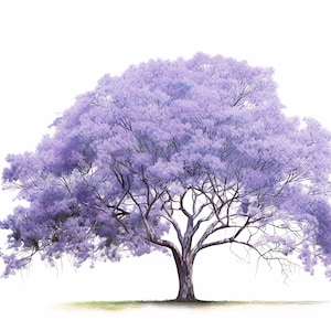 Jacaranda Tree Sketches - Set of 5 Colorful Renditions, High-resolution ...