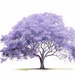 Jacaranda Tree Sketches - Set of 5 Colorful Renditions, High-resolution ...