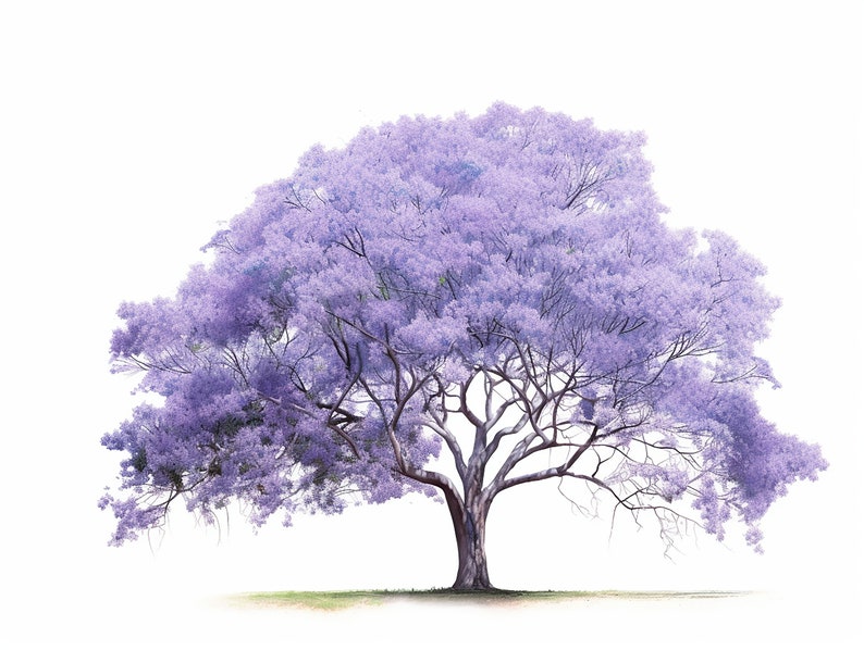 Jacaranda Tree Sketches - Set of 5 Colorful Renditions, High-resolution ...
