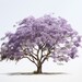 Jacaranda Tree Sketches - Set of 5 Colorful Renditions, High-resolution ...