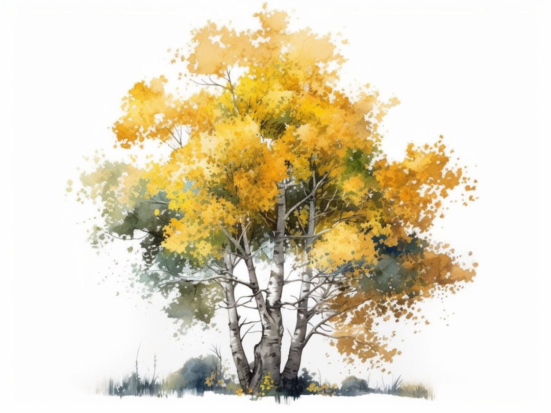 Quaking Aspen Tree Colored Sketch Digital Art Drawing PNG, JPG, SVG ...
