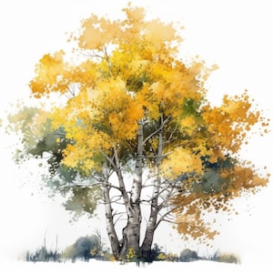 Quaking Aspen Tree Colored Sketch Digital Art Drawing PNG, JPG, SVG ...