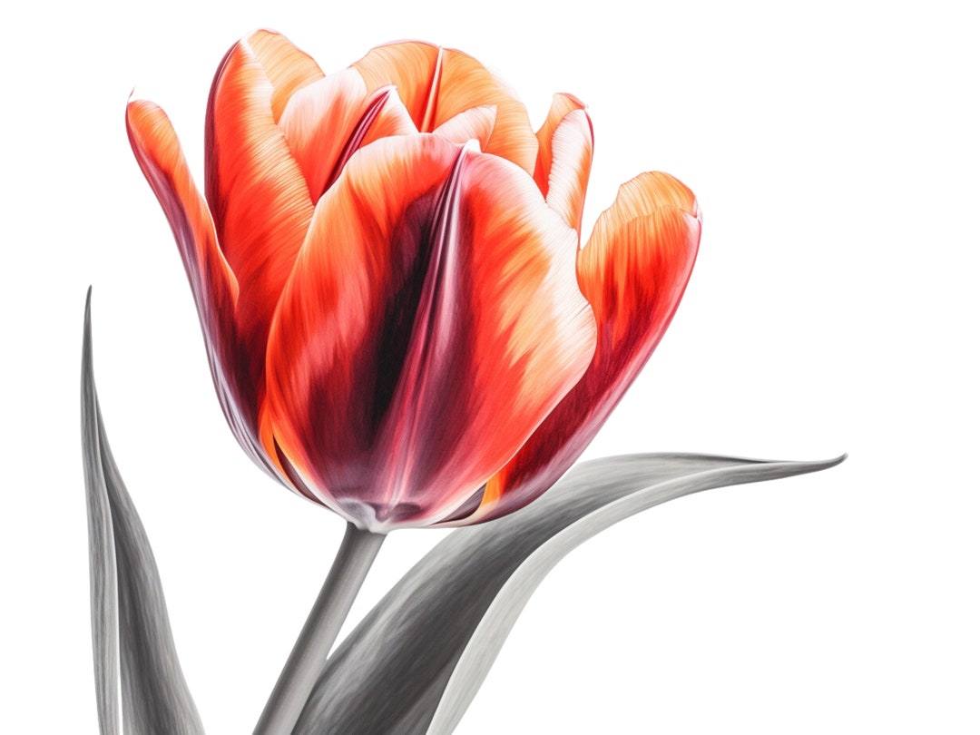 Tulip Color Sketch Digital Art Drawing - PNG, JPG, SVG 300dpi 4:3 - Etsy