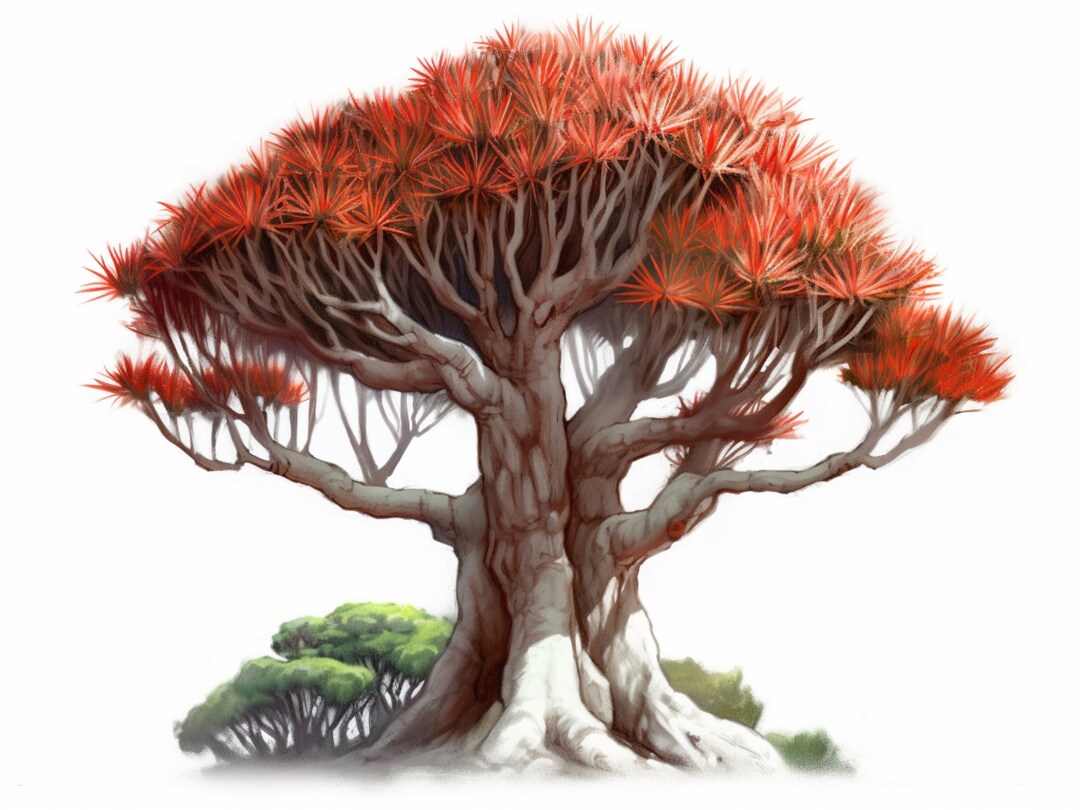 Dragon's Blood Tree Colored Sketch Digital Art Drawing PNG, JPG, SVG ...