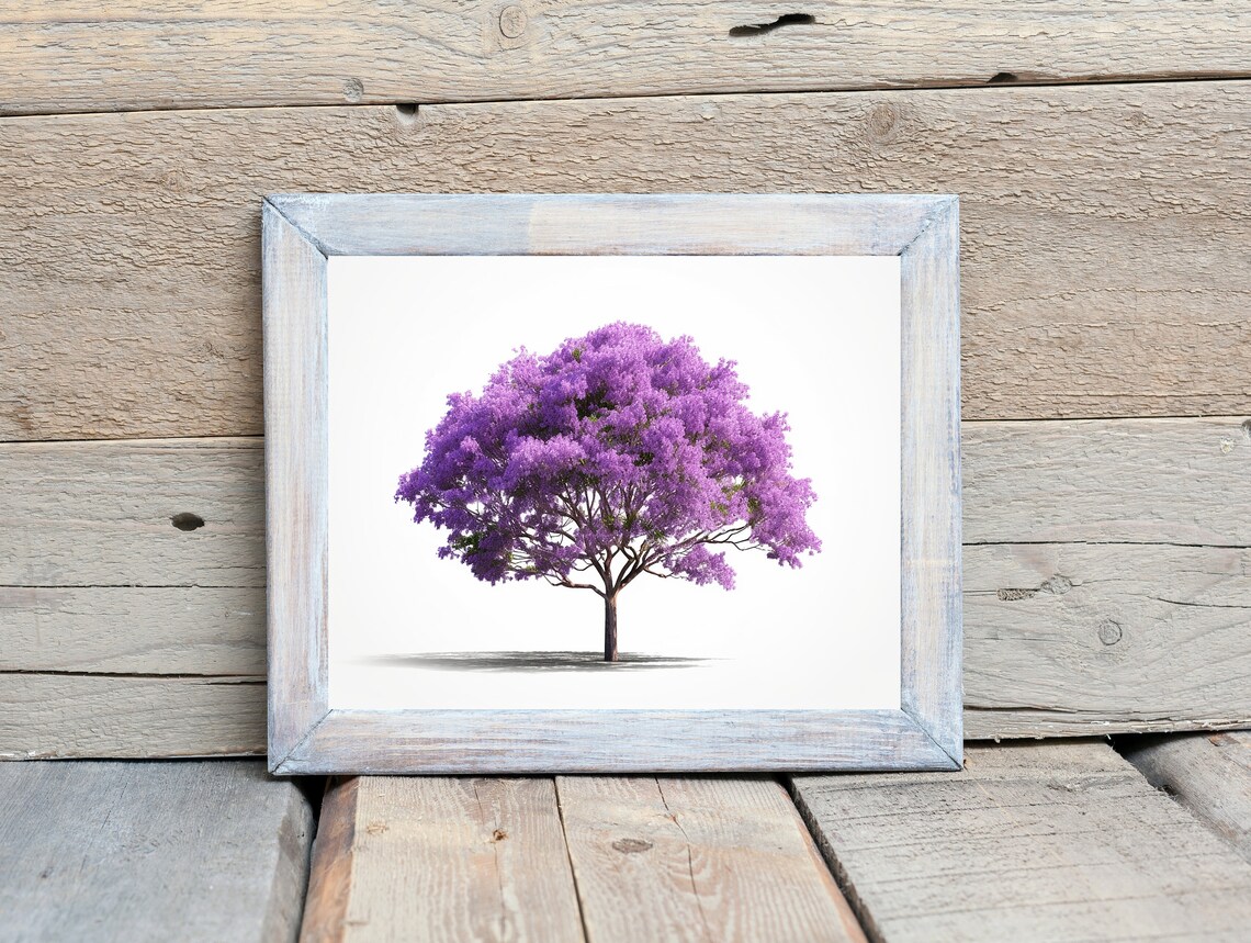 Jacaranda Tree Sketches Set of 5 Colorful Renditions, High-resolution ...