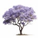 Jacaranda Tree Sketches - Set of 5 Colorful Renditions, High-resolution ...