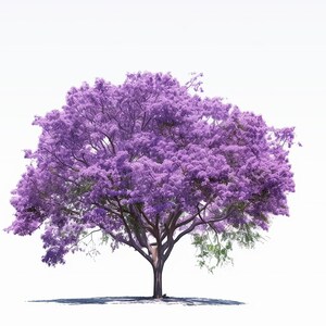 Jacaranda Tree Sketches - Set of 5 Colorful Renditions, High-resolution ...