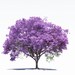 Jacaranda Tree Sketches - Set of 5 Colorful Renditions, High-resolution ...