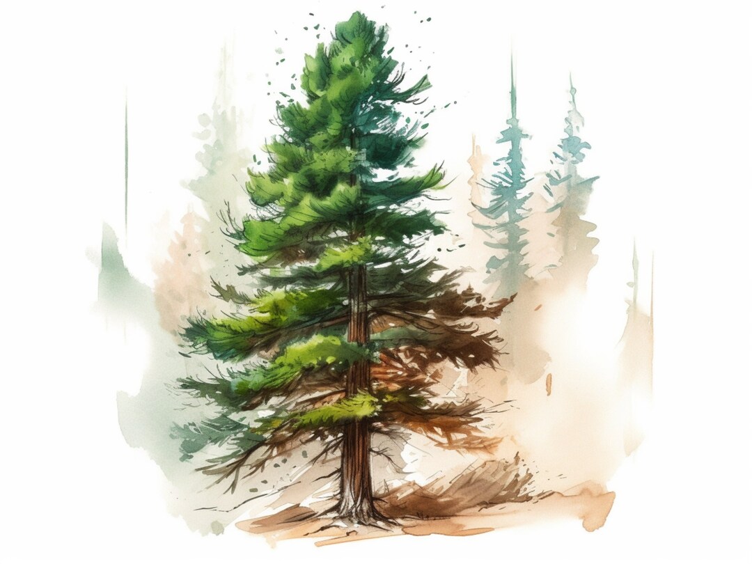 Majestic Pine Tree Colored Sketch Digital Art Drawing PNG, JPG, SVG ...