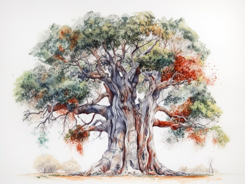 Ghost Gum Tree Colored Sketch Digital Art Drawing PNG, JPG, SVG 300dpi ...
