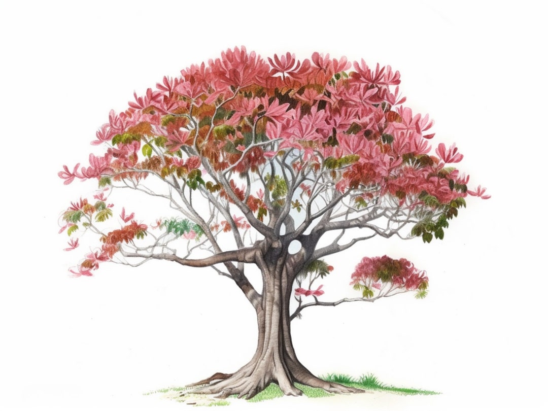 Silk Floss Tree Colored Sketch Digital Art Drawing PNG, JPG, SVG 300dpi ...