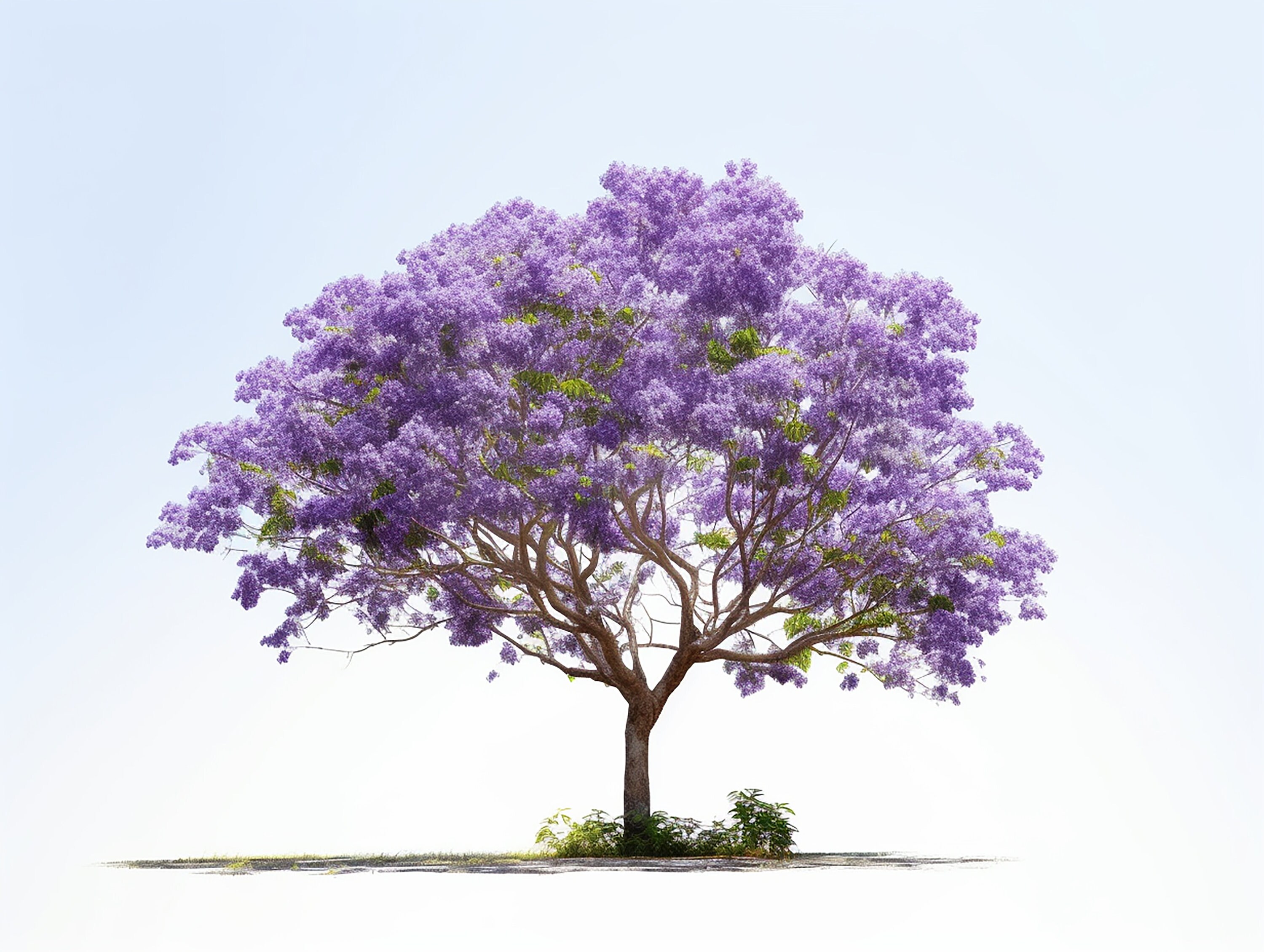 Jacaranda Tree Sketches Set of 5 Colorful Renditions - Etsy Australia
