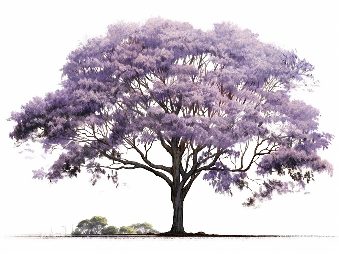 Jacaranda Tree Sketches Set of 5 Colorful Renditions, High-resolution ...