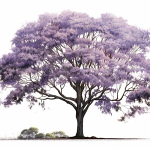 Jacaranda Tree Sketches - Set of 5 Colorful Renditions, High-resolution ...