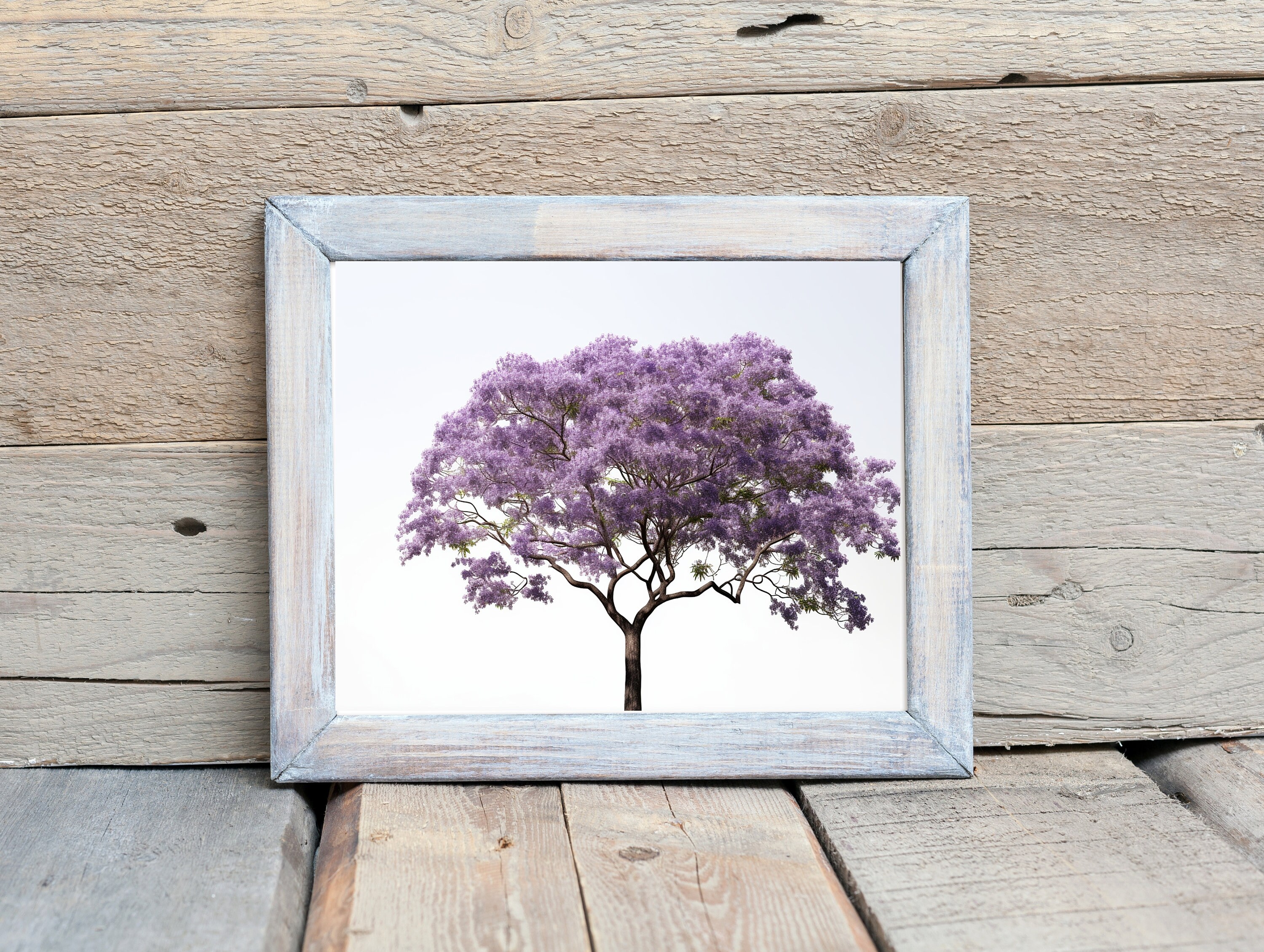 Jacaranda Tree Sketches Set of 5 Colorful Renditions, High-resolution ...