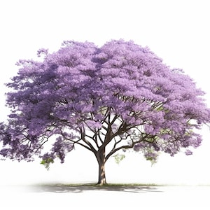 Jacaranda Tree Sketches - Set of 5 Colorful Renditions, High-resolution ...