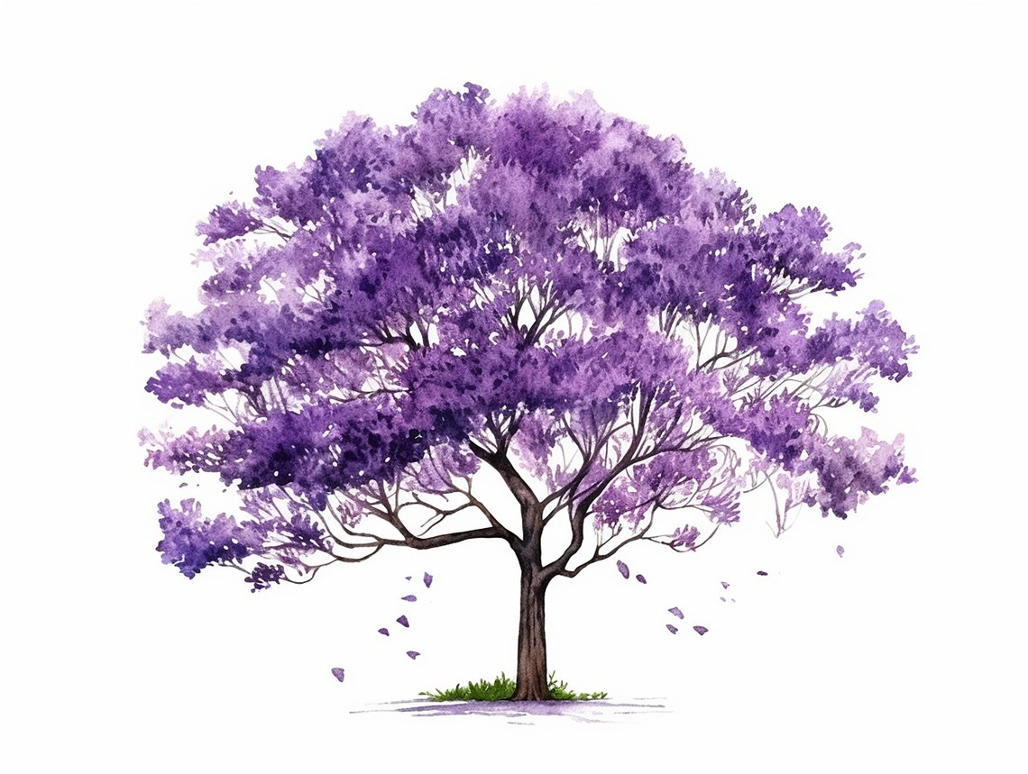 Jacaranda Tree Sketches Set of 5 Colorful Renditions, High-resolution ...