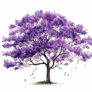 Jacaranda Tree Sketches - Set of 5 Colorful Renditions, High-resolution ...