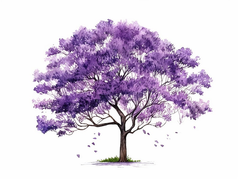 Jacaranda Tree Sketches - Set of 5 Colorful Renditions, High-resolution ...