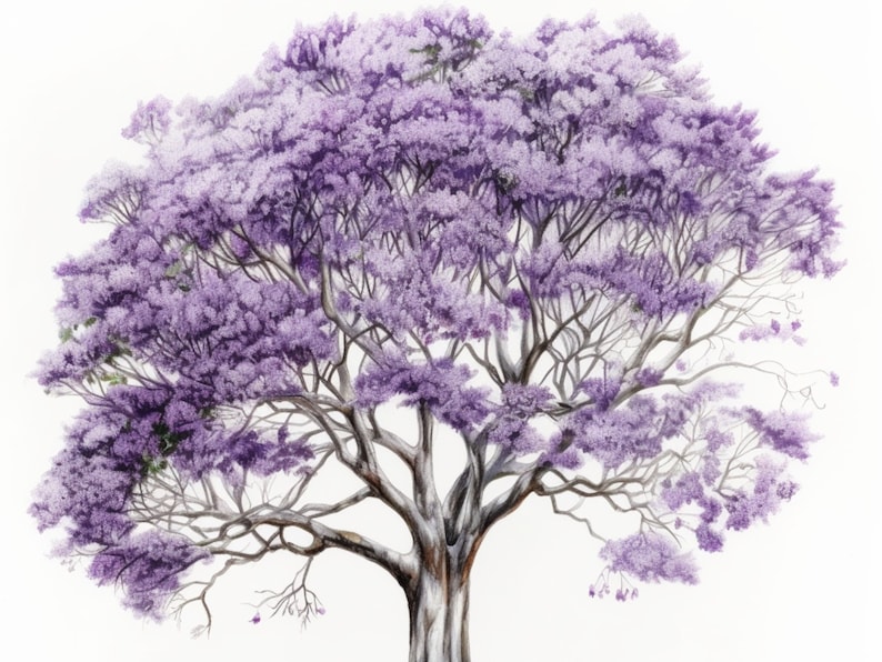 Jacaranda Tree Colored Sketch Digital Art Drawing PNG, JPG, SVG 300dpi ...