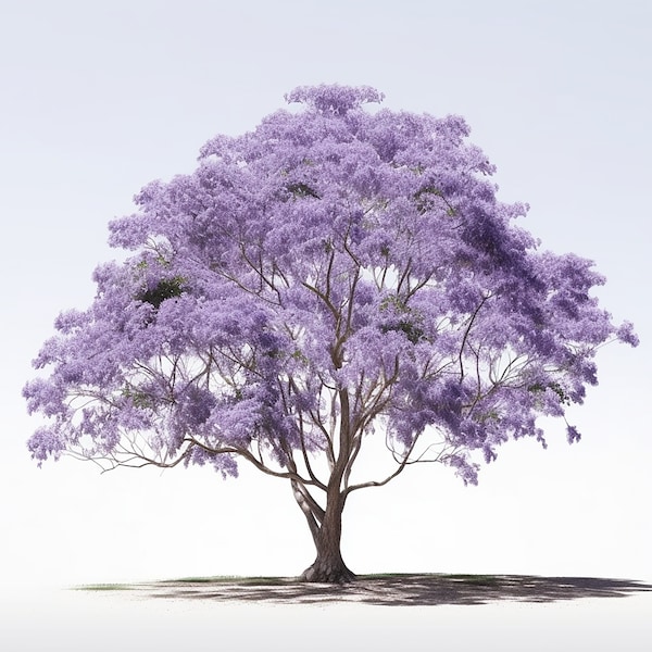 Jacaranda - Etsy