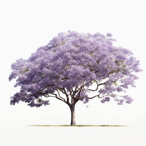Jacaranda Tree Sketches - Set of 5 Colorful Renditions, High-resolution ...