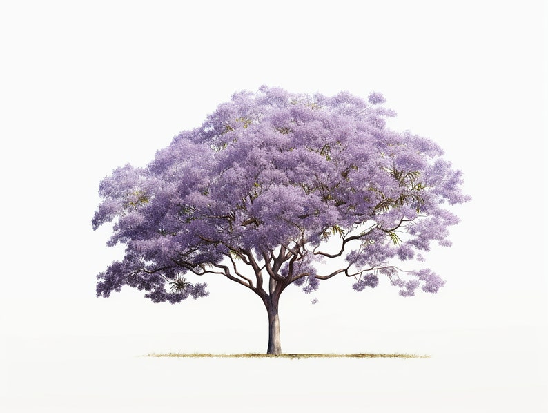 Jacaranda Tree Sketches - Set of 5 Colorful Renditions, High-resolution ...