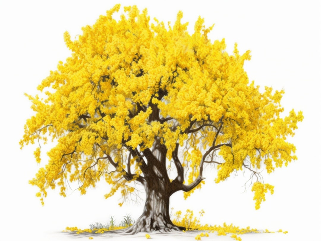 Laburnum Tree Colored Sketch Digital Art Drawing PNG, JPG, SVG 300dpi 4 ...