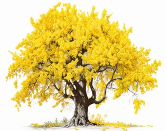 Dogwood Tree Colored Sketch Digital Art Drawing PNG, JPG, SVG 300dpi 4: ...