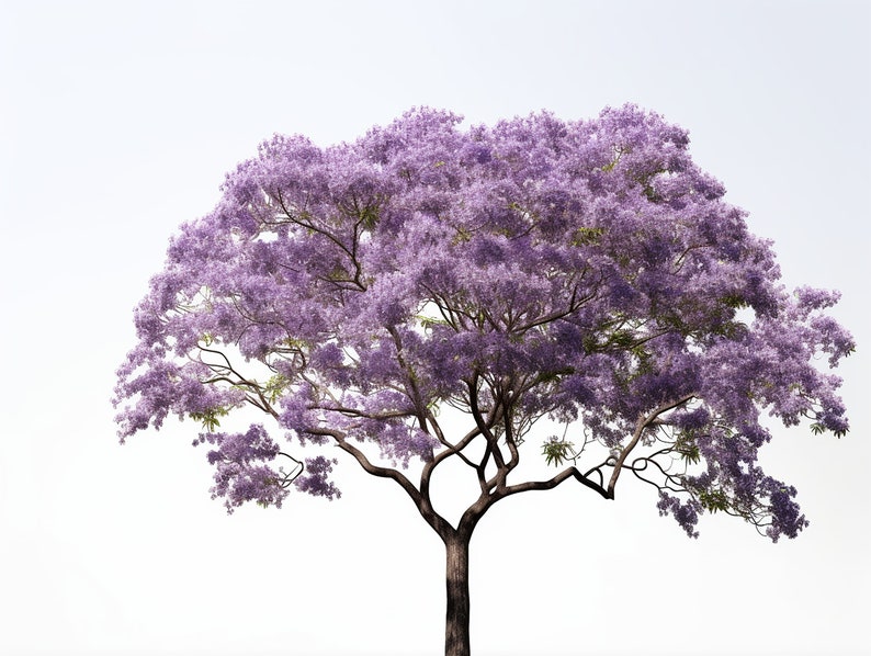 Jacaranda Tree Sketches Set of 5 Colorful Renditions, High-resolution ...