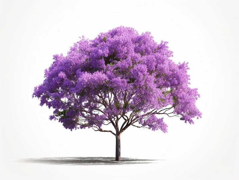 Jacaranda Tree Sketches - Set of 5 Colorful Renditions, High-resolution ...