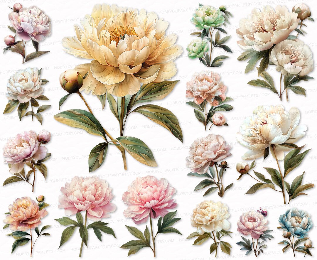 Watercolor Peony Clipart Bundle: Floral PNG SVG Set (digital Download ...