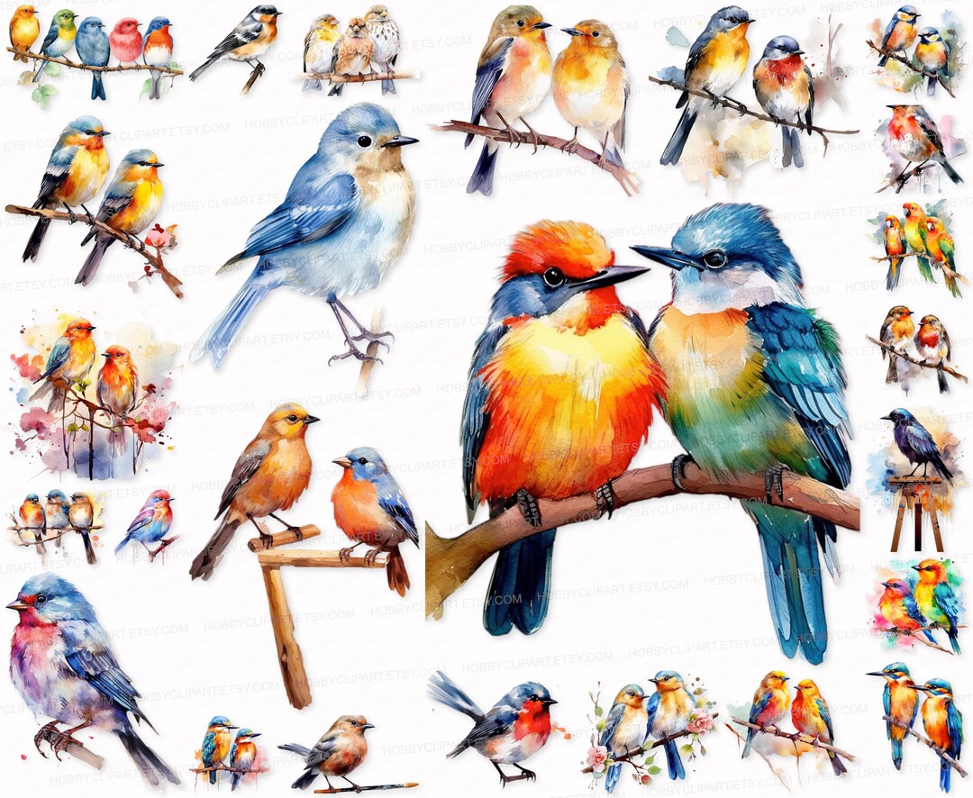 Watercolor Bird Clipart Set: Avian PNG SVG Graphics (digital Download ...