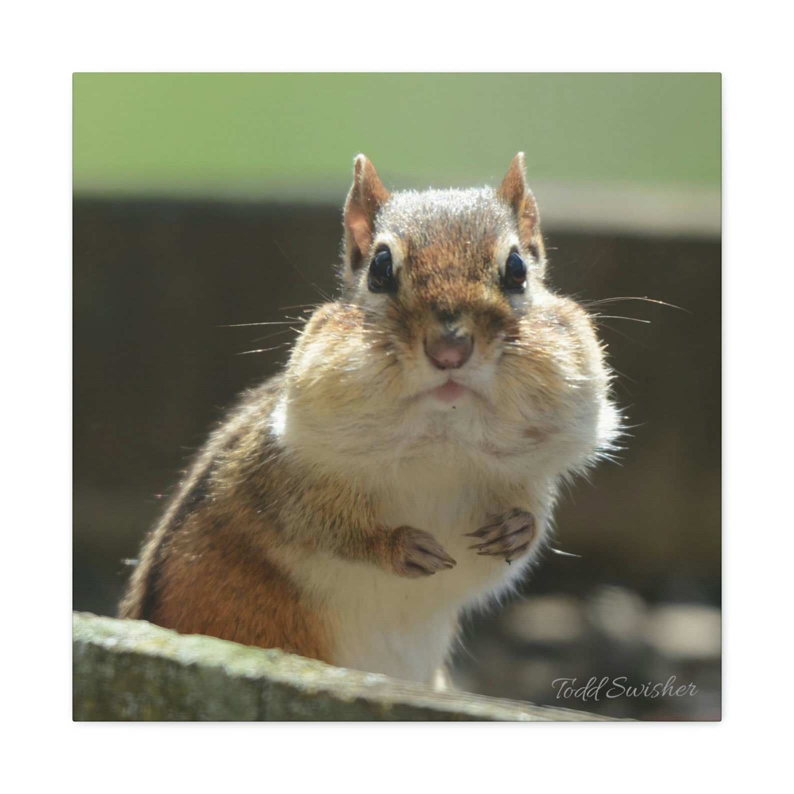 Chubby Chipmunk Canvas Gallery Wrap, Chipmunk Photography, Big Cheeks ...