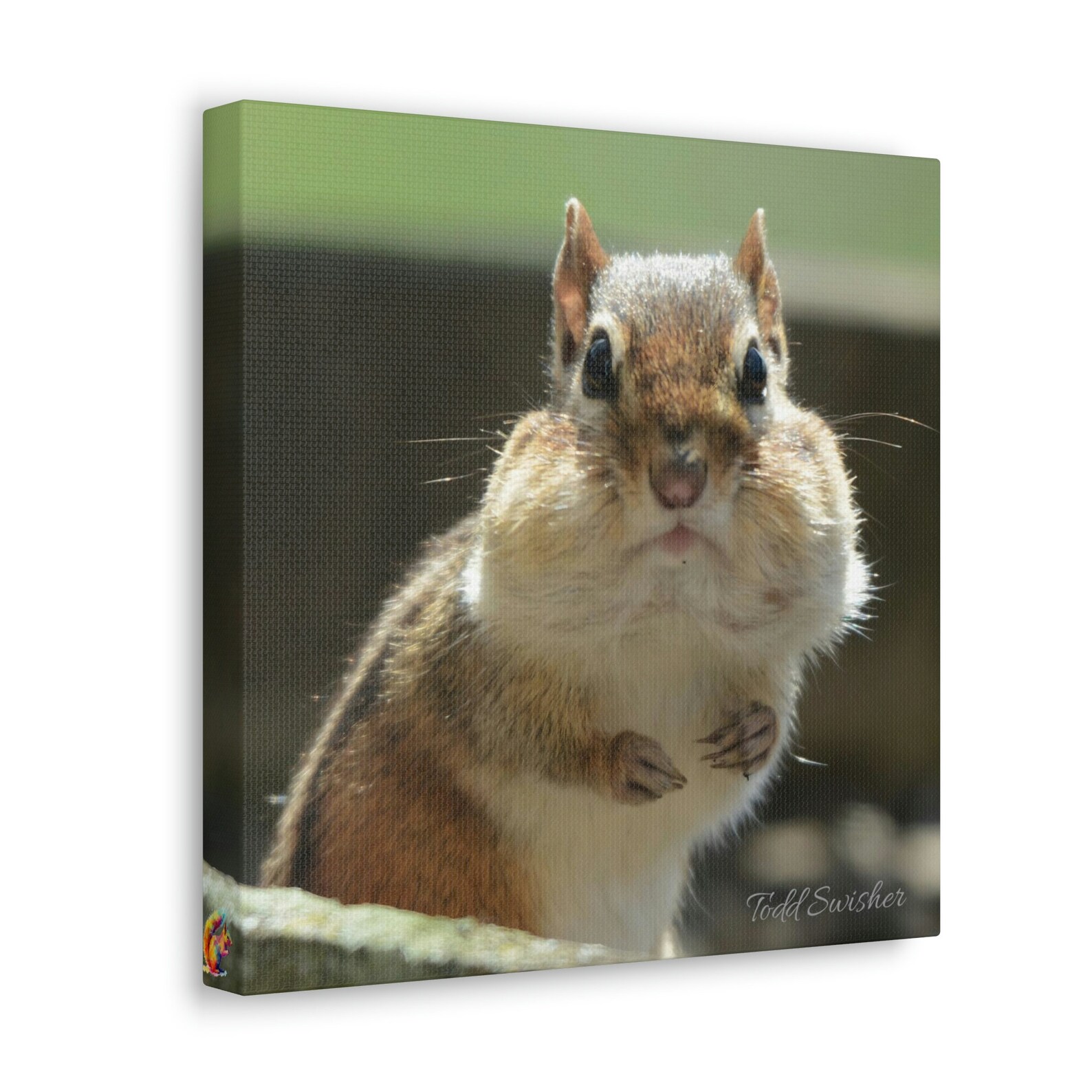 Chubby Chipmunk Canvas Gallery Wrap, Chipmunk Photography, Big Cheeks ...