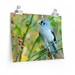 Tufted Titmouse Horizontal Poster, Bird Photography, Nature Photography ...