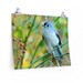 Tufted Titmouse Horizontal Poster, Bird Photography, Nature Photography ...