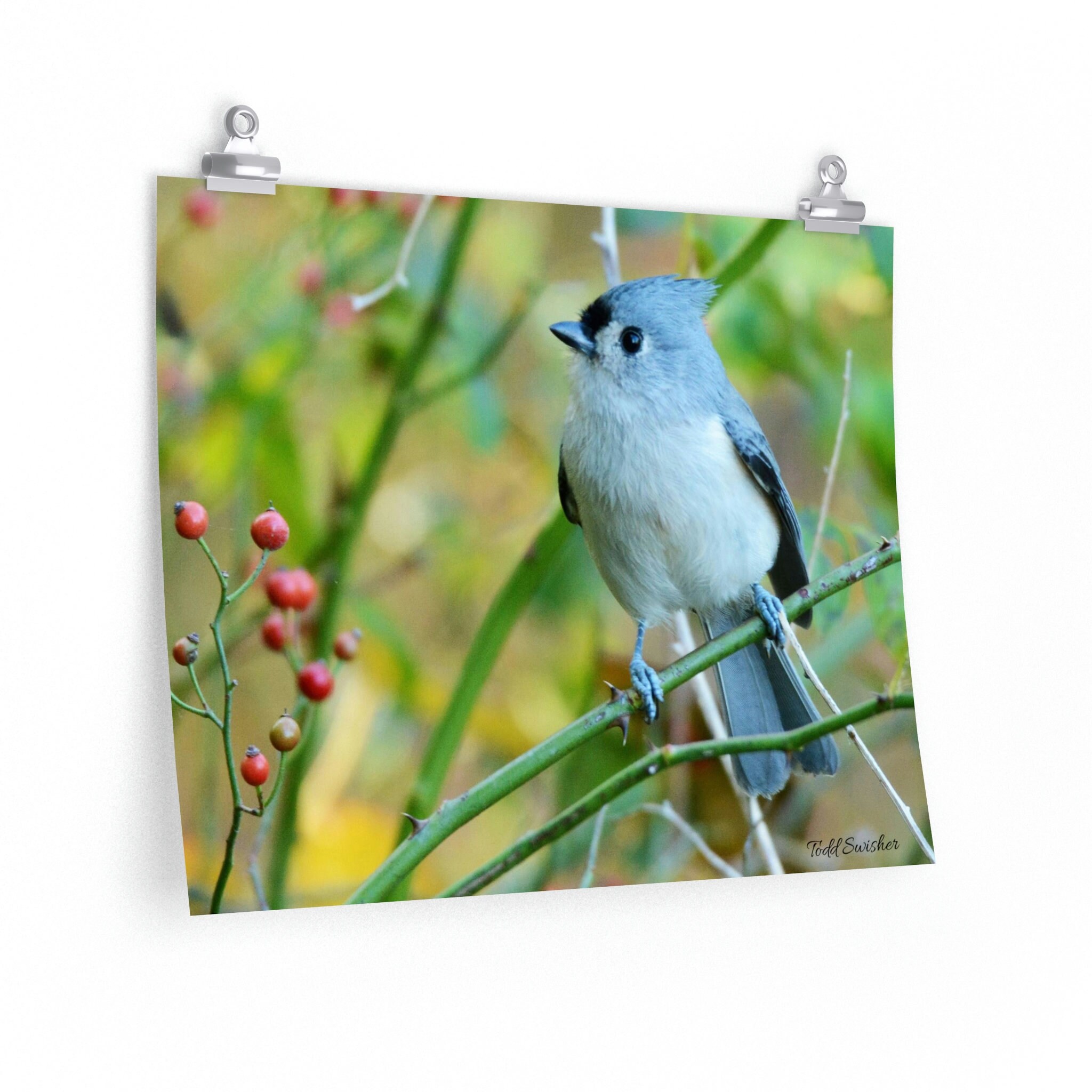 Tufted Titmouse Horizontal Poster, Bird Photography, Nature Photography ...