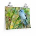 Tufted Titmouse Horizontal Poster, Bird Photography, Nature Photography ...