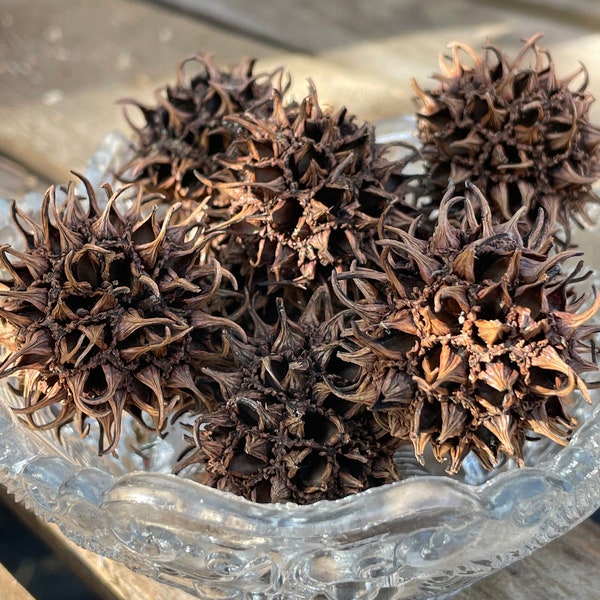 Sweetgum Balls - Etsy